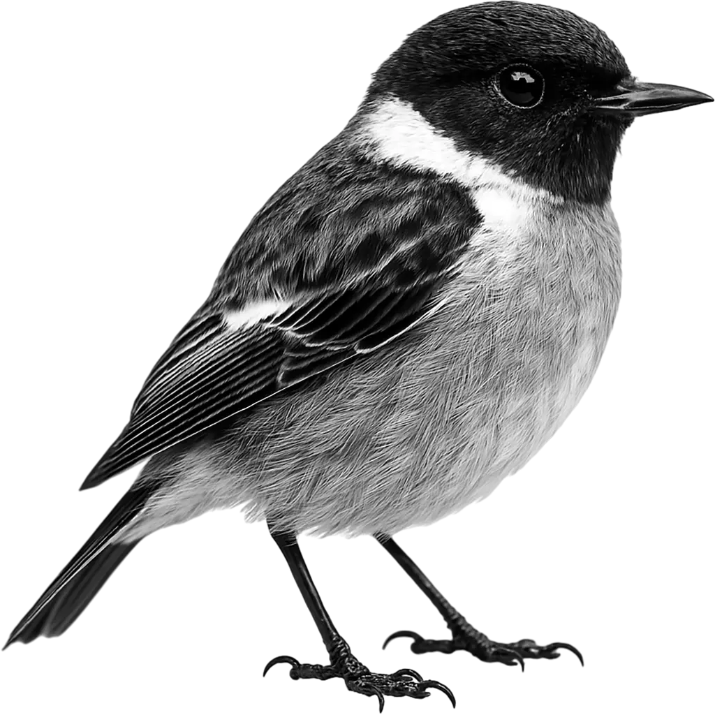 AnimalHub: African Stonechat, Saxicola Torquatus - Facts, diet, habitat ...