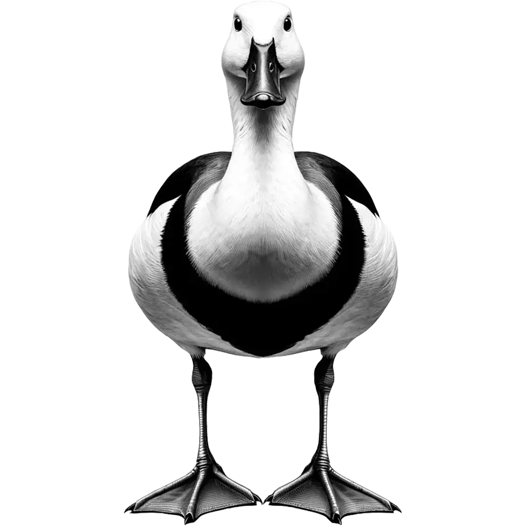 AnimalHub: Common Shelduck, Tadorna Tadorna - Facts, diet, habitat & more