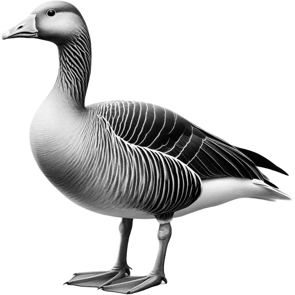 AnimalHub: Greylag Goose, Anser Anser - Facts, diet, habitat & more