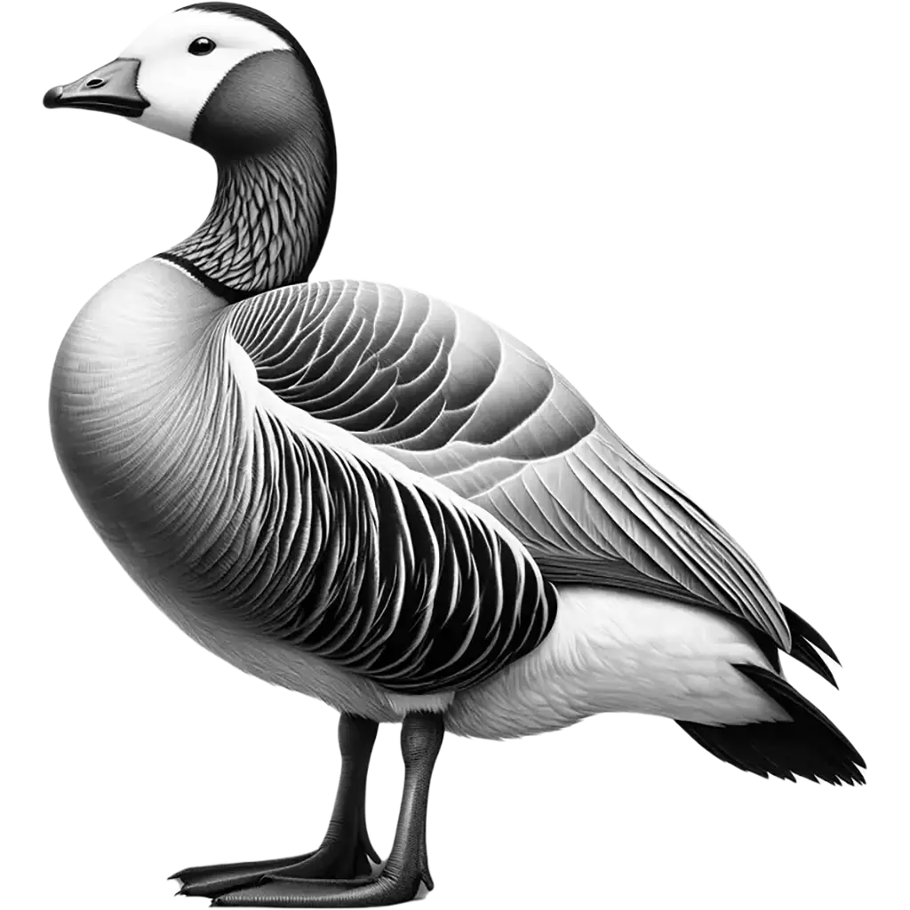 AnimalHub: Red-Breasted Goose, Branta Ruficollis - Facts, diet, habitat ...