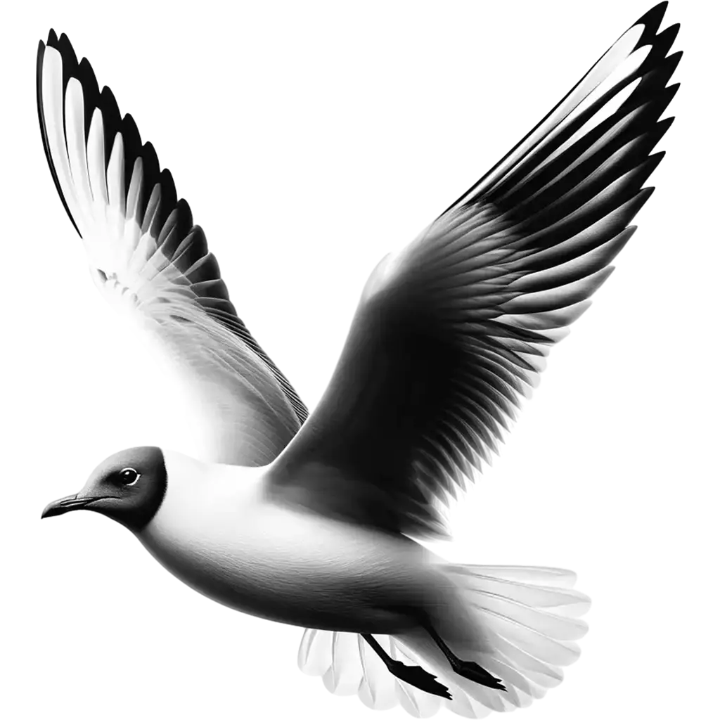 AnimalHub: Sabine's Gull, Xema Sabini - Facts, diet, habitat & more