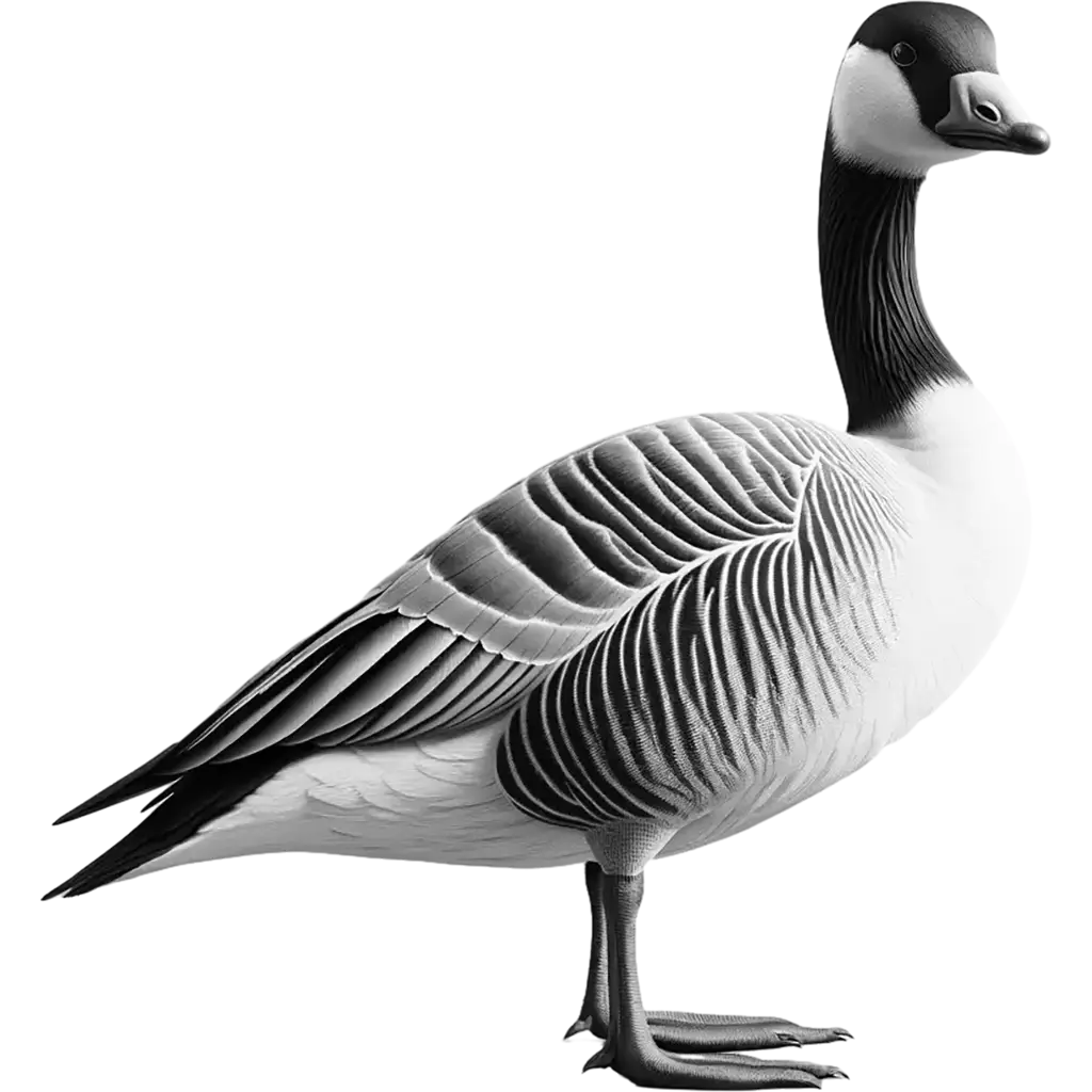 AnimalHub: Hardhead, Aythya Australis - Facts, diet, habitat & more