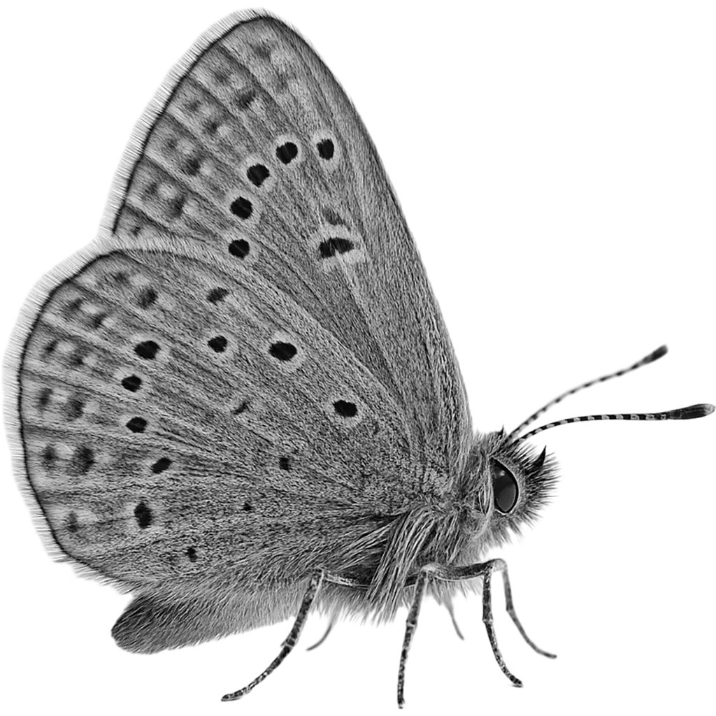 AnimalHub: Harlequin Beetle, Acrocinus Longimanus - Facts, diet ...